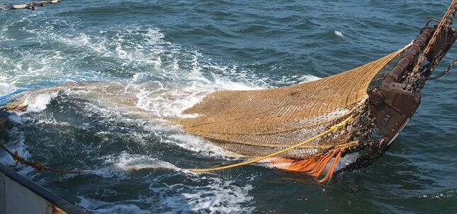 Sustainable high-omega fish oils | IQI Petfood