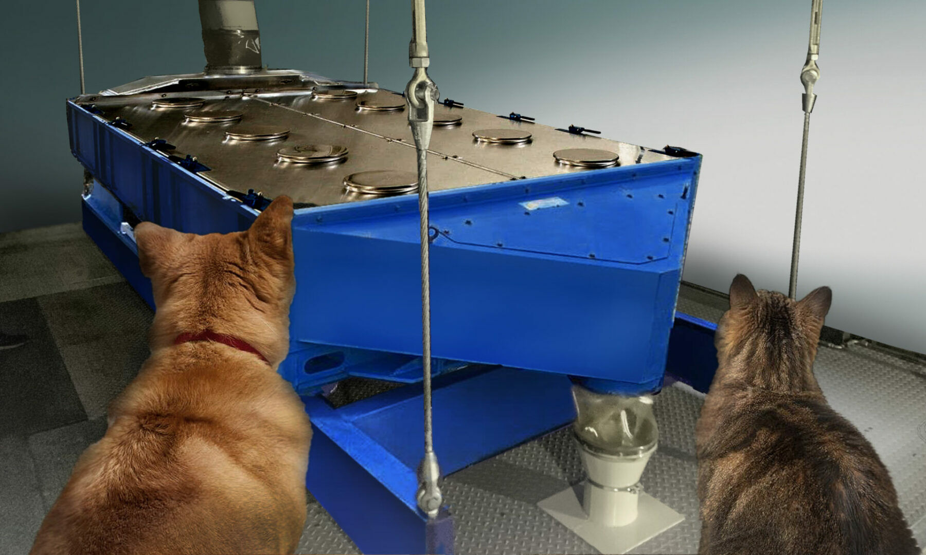 IQI invests in new Rotex screener for lamb meal at its European ...