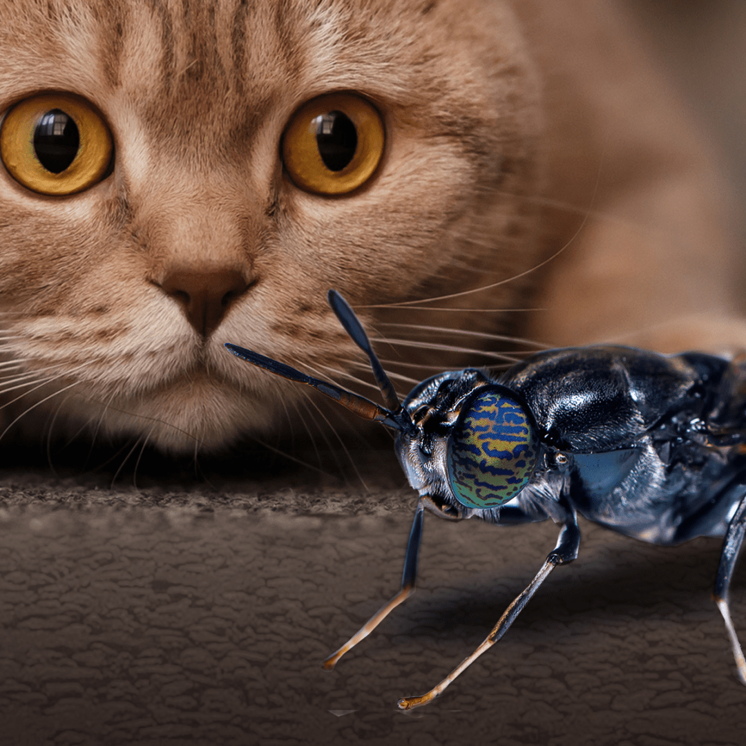 Black soldier fly: the future of pet food