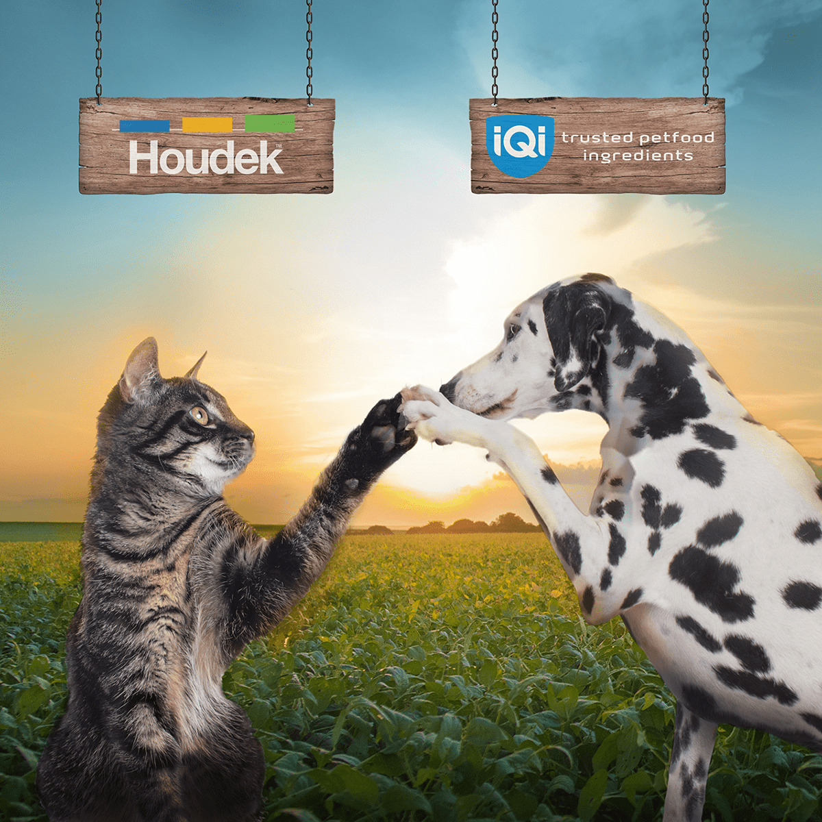 IQI and Houdek start partnership offering alternative, plant-based ...