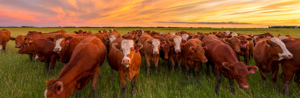 Beef greaves meal | IQI Petfood