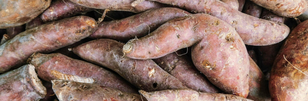 Tapioca pellets | IQI Petfood